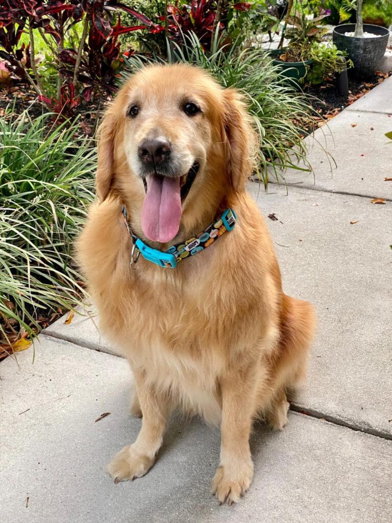 Advanced Veterinary Care Center